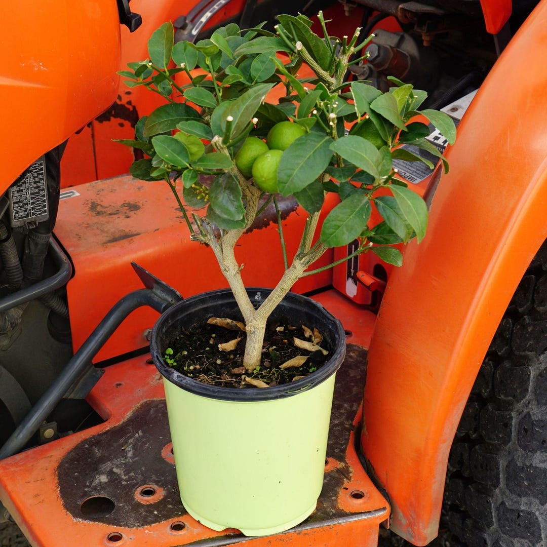 Thornless Key Lime Bush - Grow Limes in Your Home - Etsy
