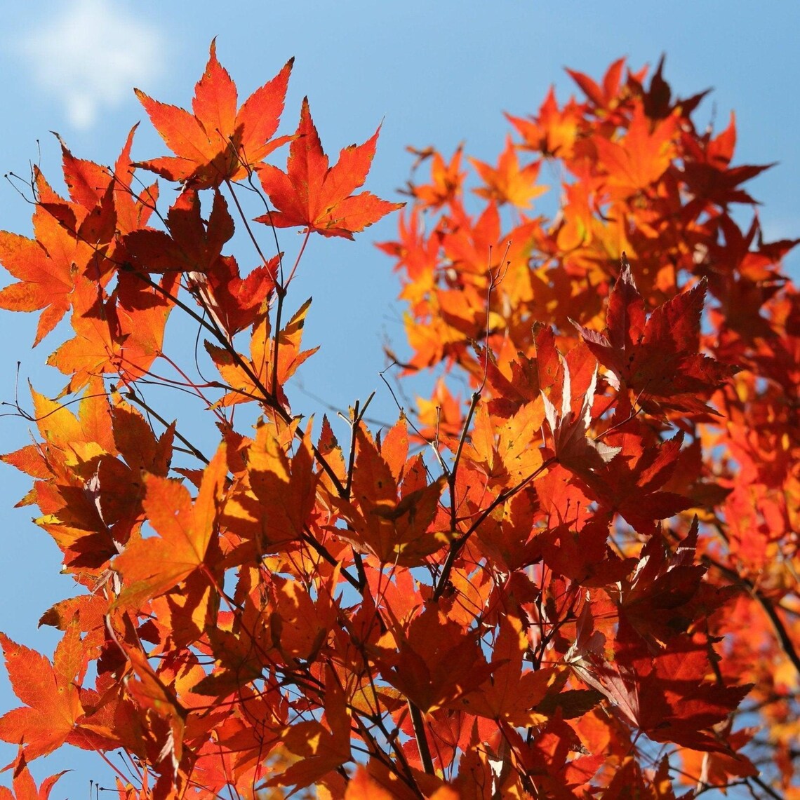 Autumn Blaze® Red Maple Tree - Etsy