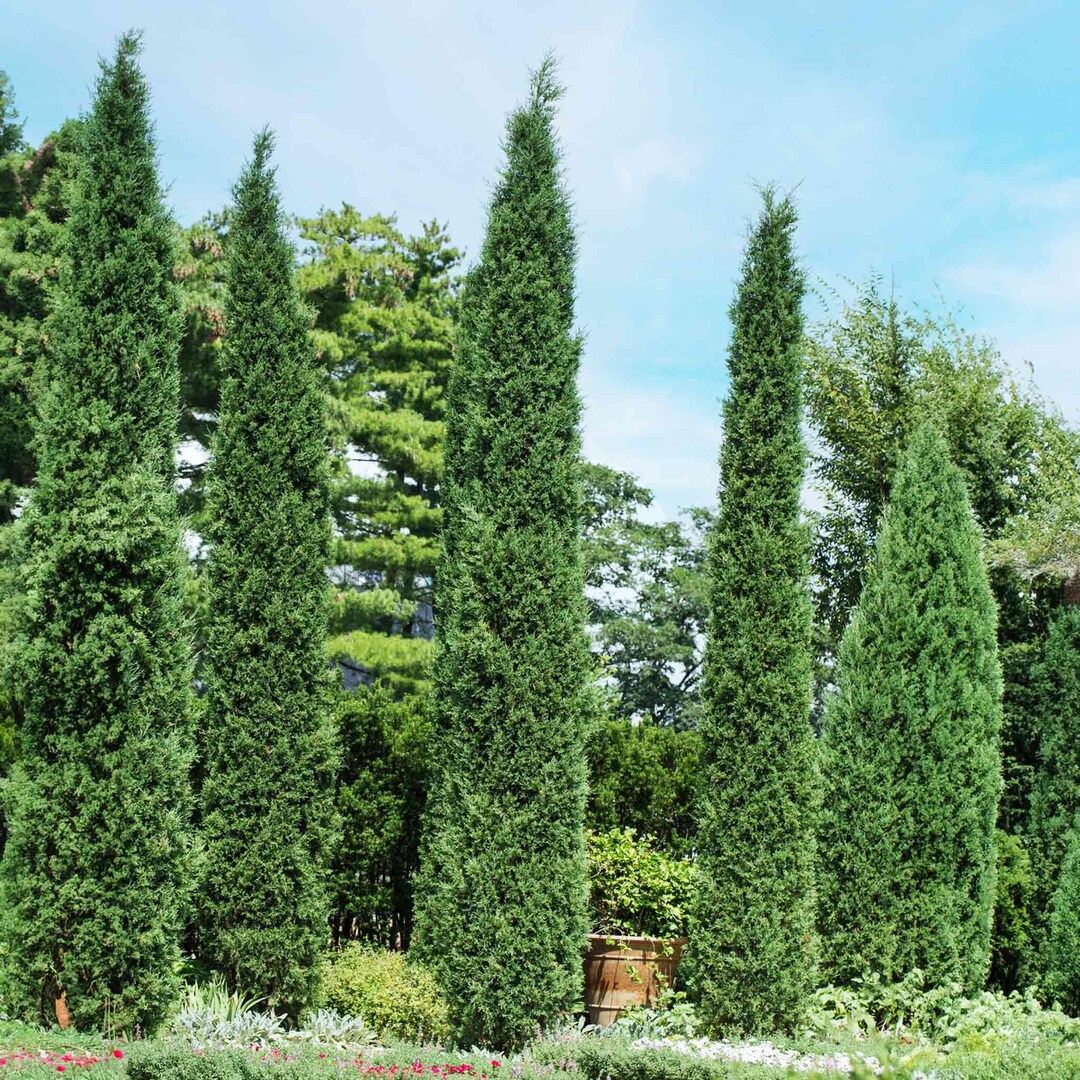 Taylor Juniper Trees - Etsy