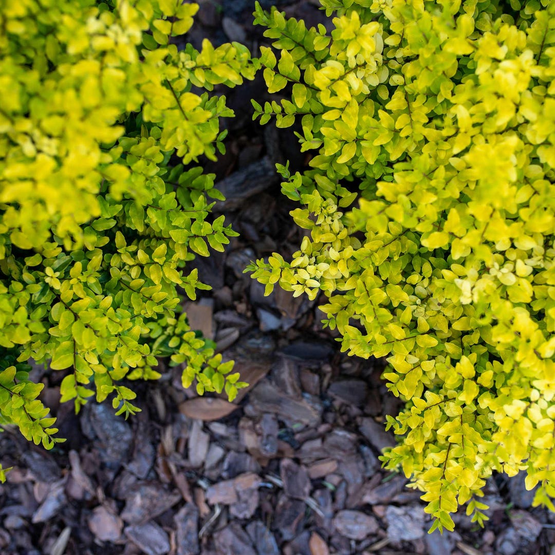 Sunshine Ligustrum Shrub - Etsy