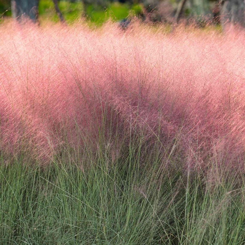 Pink Muhly Grass - Etsy