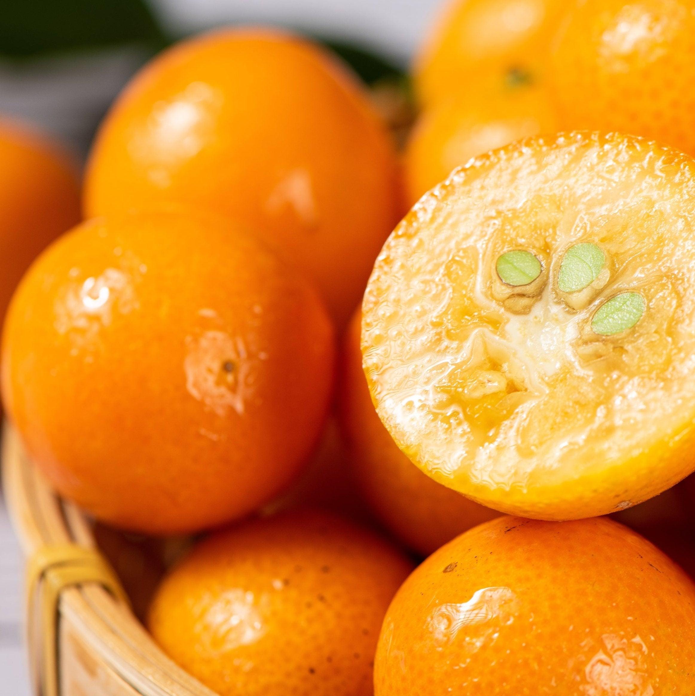 Fukushu Kumquat Tree - Etsy