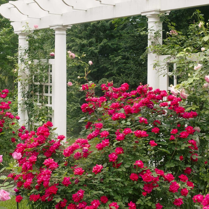Double Knock Out® Rose - Etsy