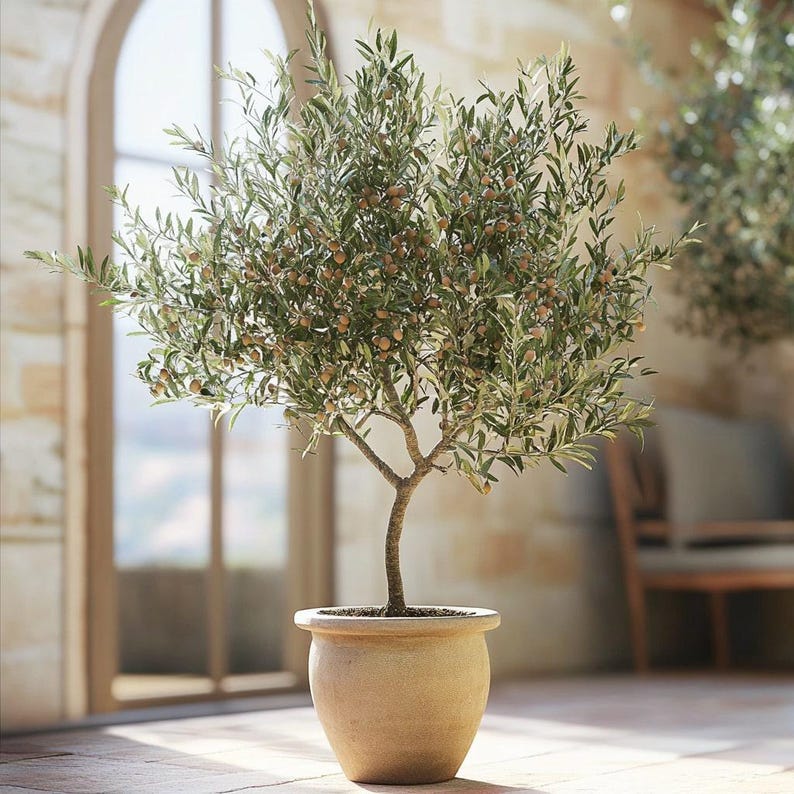 Arbequina Olive Tree - Indoor Houseplant - Etsy