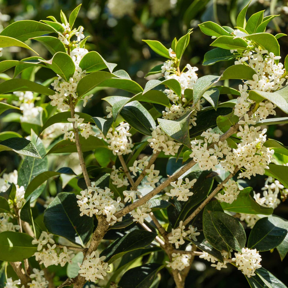 Fragrant Tea Olive Tree - Etsy