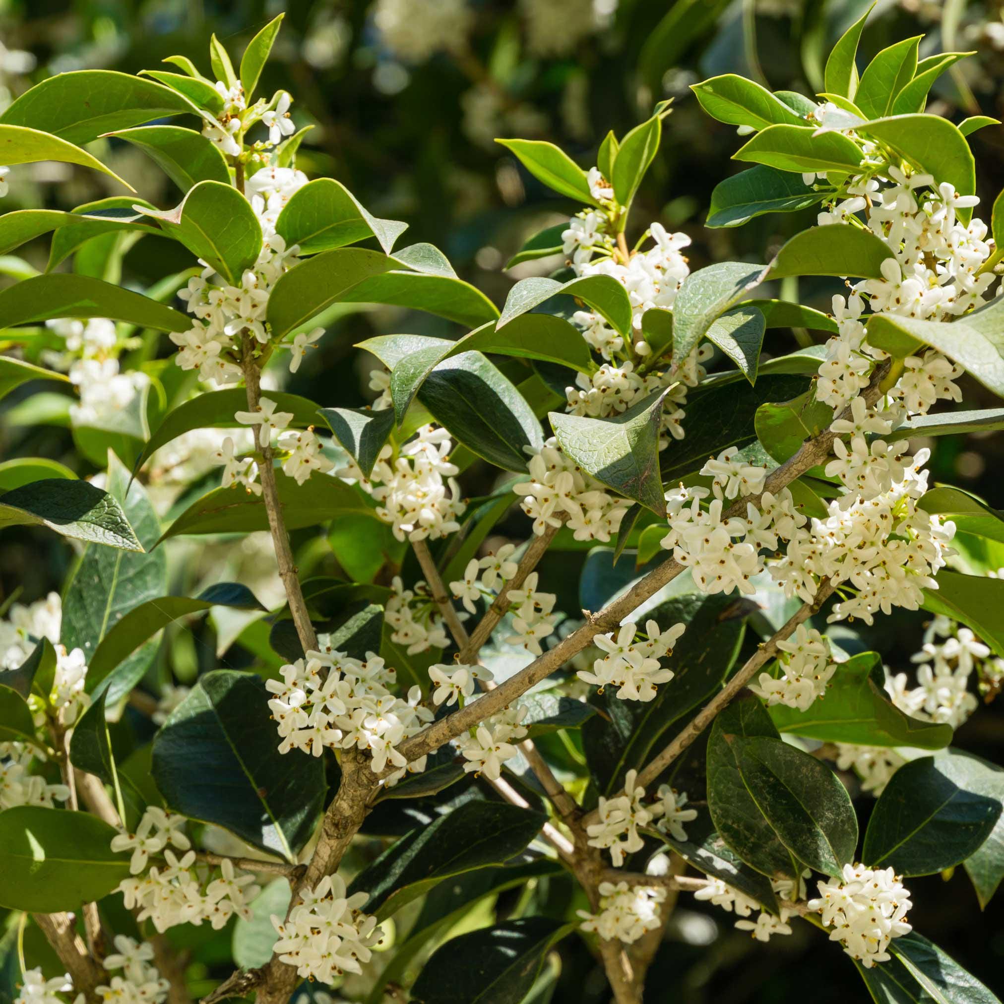 Fragrant Tea Olive Tree - Etsy