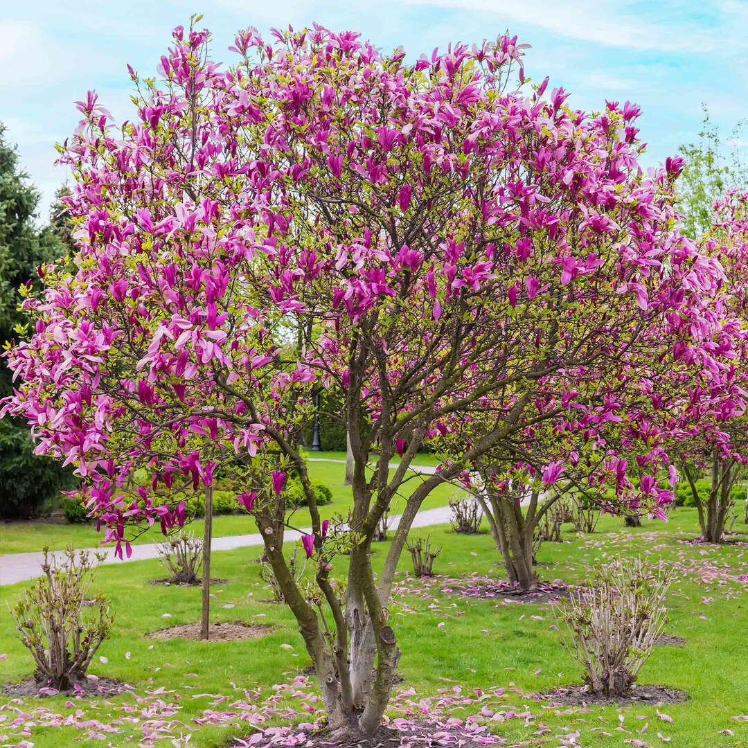 Jane Magnolia Tree - Etsy