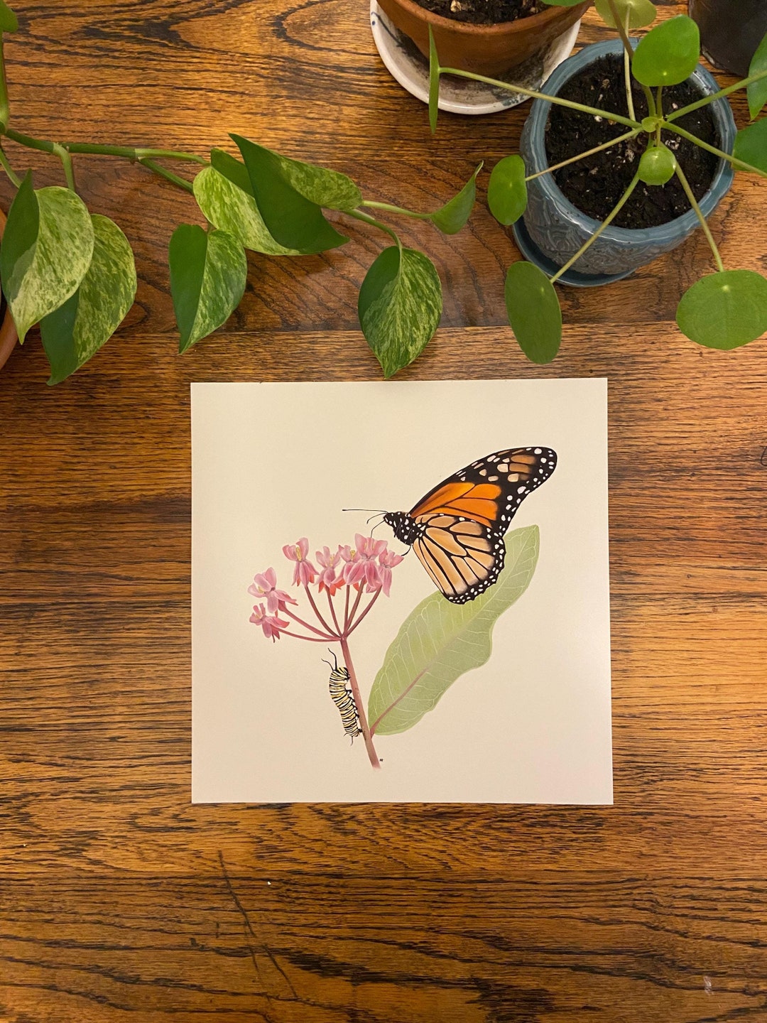 Monarch danaus Plexippus Butterfly and Milkweed asclepias Spp. Fine Art ...