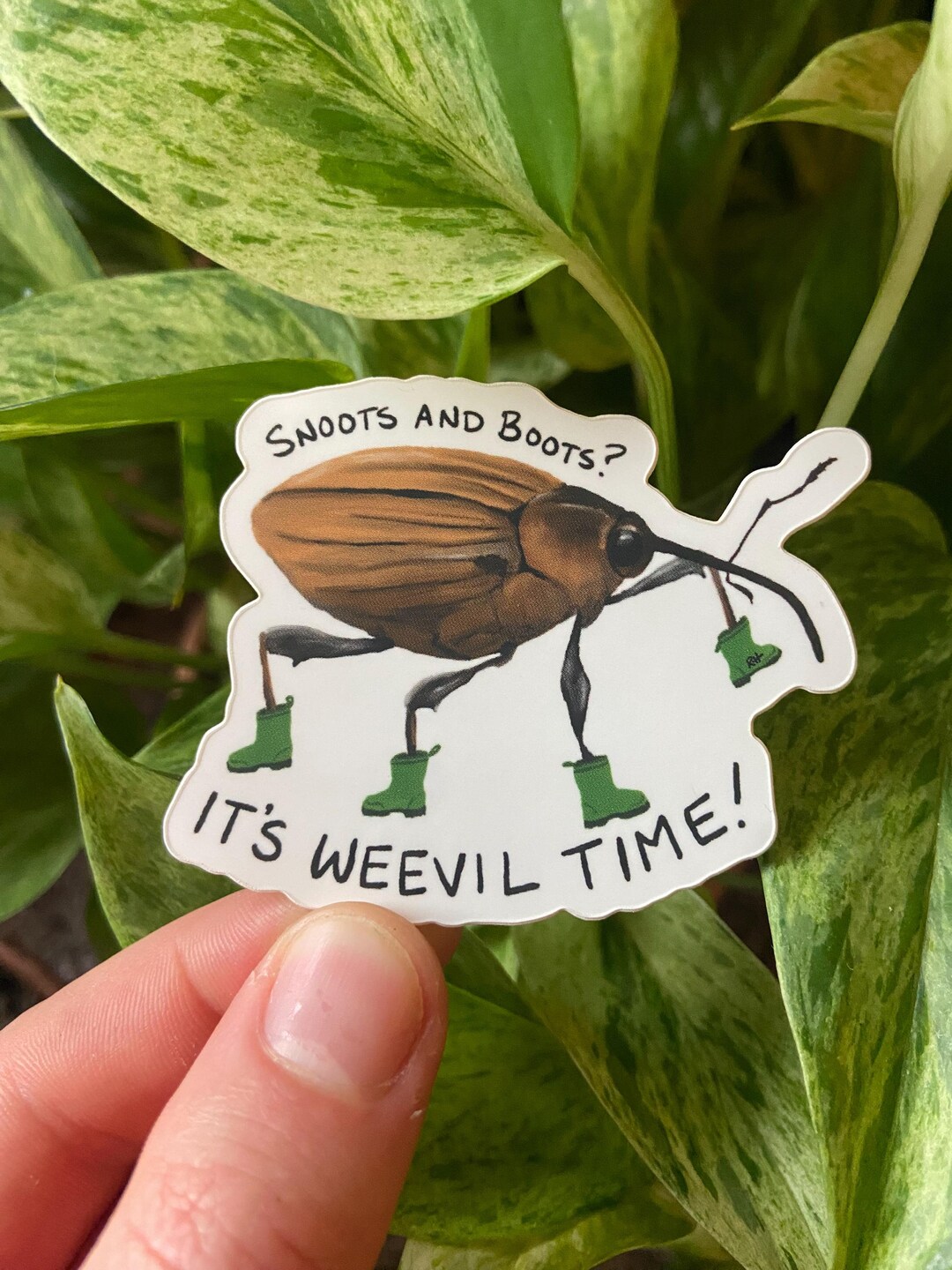 Weevil (curculio Spp.) Vinyl Sticker, Entomology Science Illustration ...