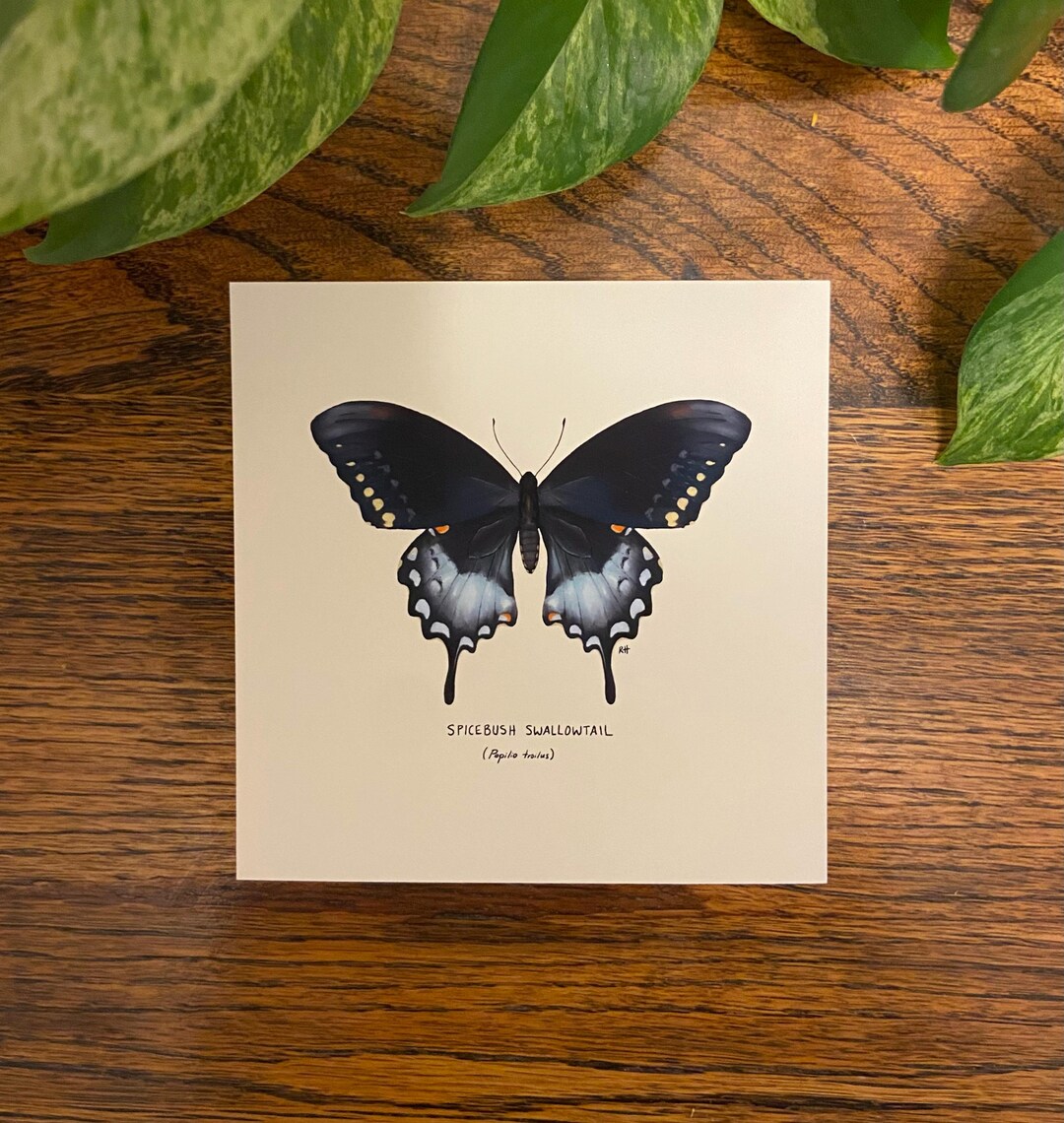 Spicebush Swallowtail (papilio Troilus) Butterfly Fine Art Print ...