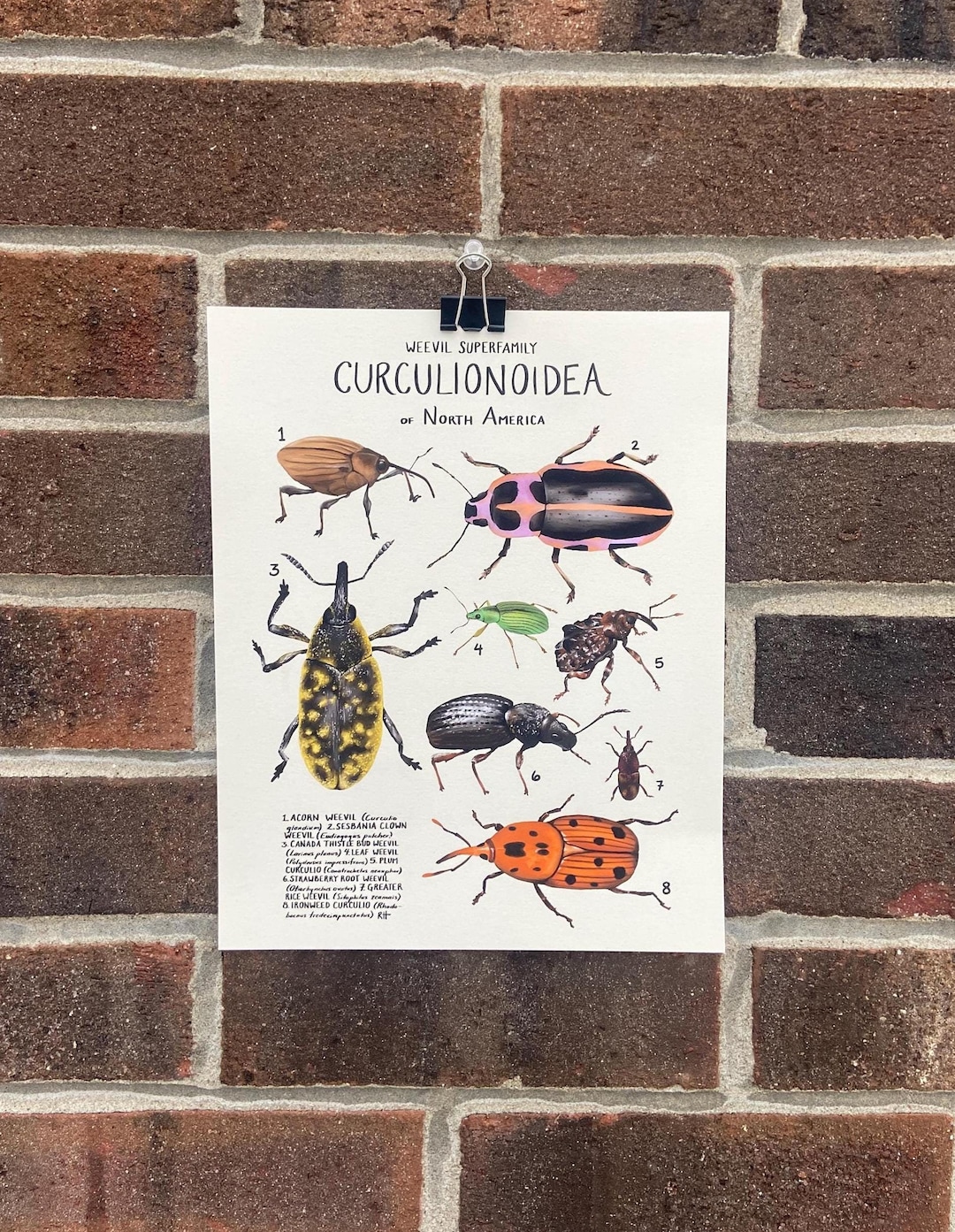 Weevils of North America (curculionoidea) Fine Art Print, Entomology ...