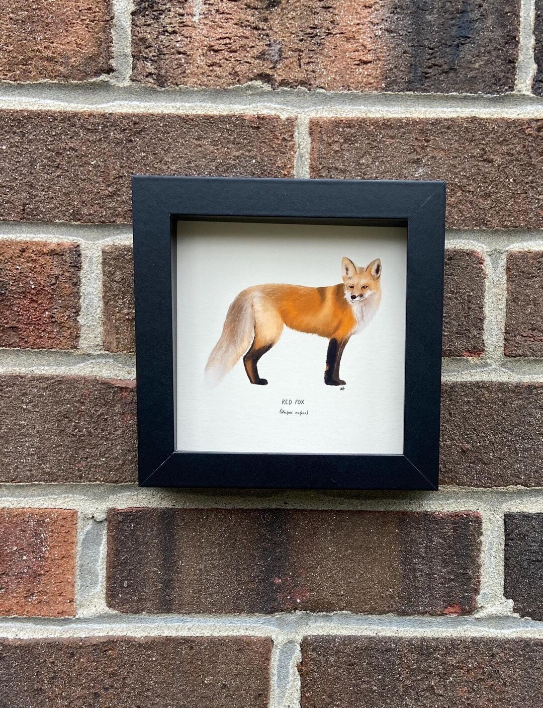 Red Fox vulpes Vulpes Fine Art Print, Science Illustration, Hand-drawn ...
