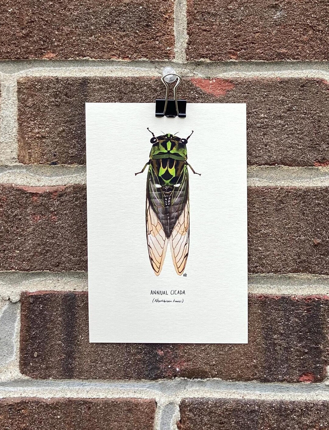 Cicada (neotibicen Spp.) Fine Art Print, Entomology Science ...