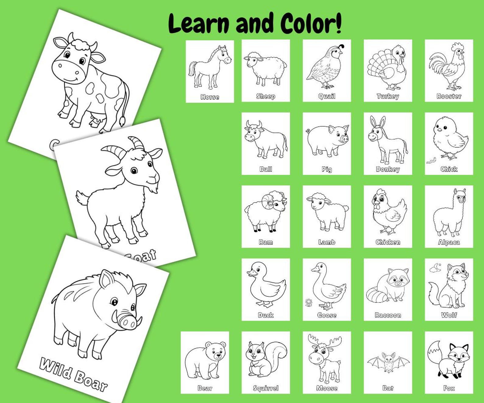 352 Pages Animals Learning Bundle for Kids, Animals Coloring, Animal ...