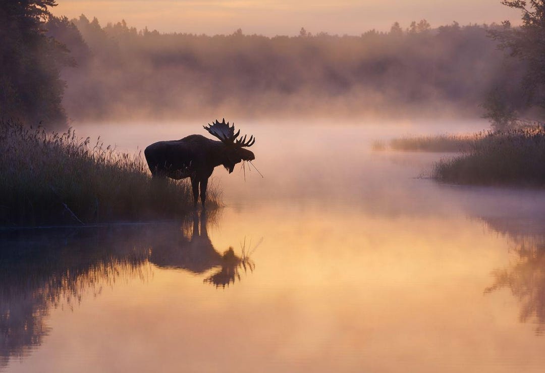 Nature Landscape: Moose at Misty Lake - Etsy