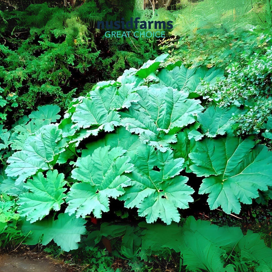 25 Gunnera Manicata Seeds Giant Hardy Exotic Plant Dinosaur Food ...