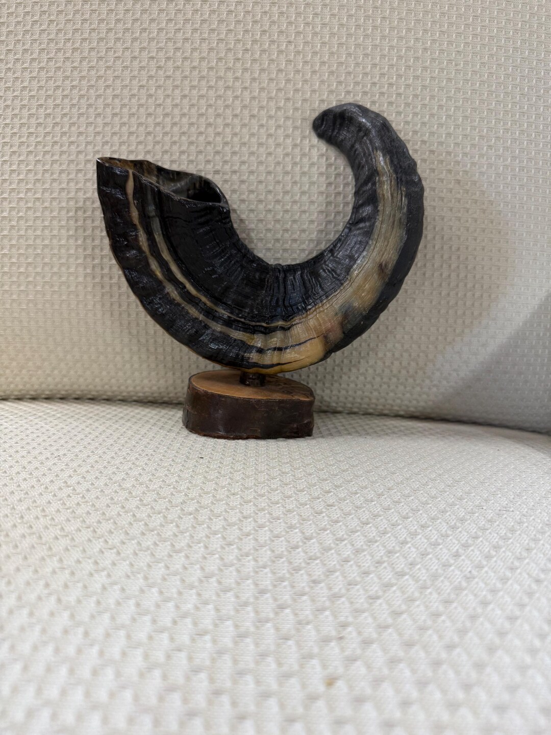 Rams Horn- 1 Year Old Rams Horn From Iceland. - Etsy