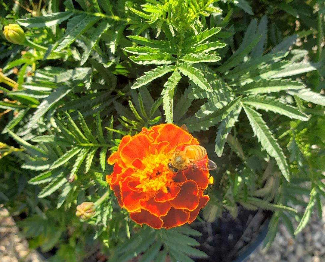French Double Dwarf Marigolds 60 Organic Seeds - Etsy