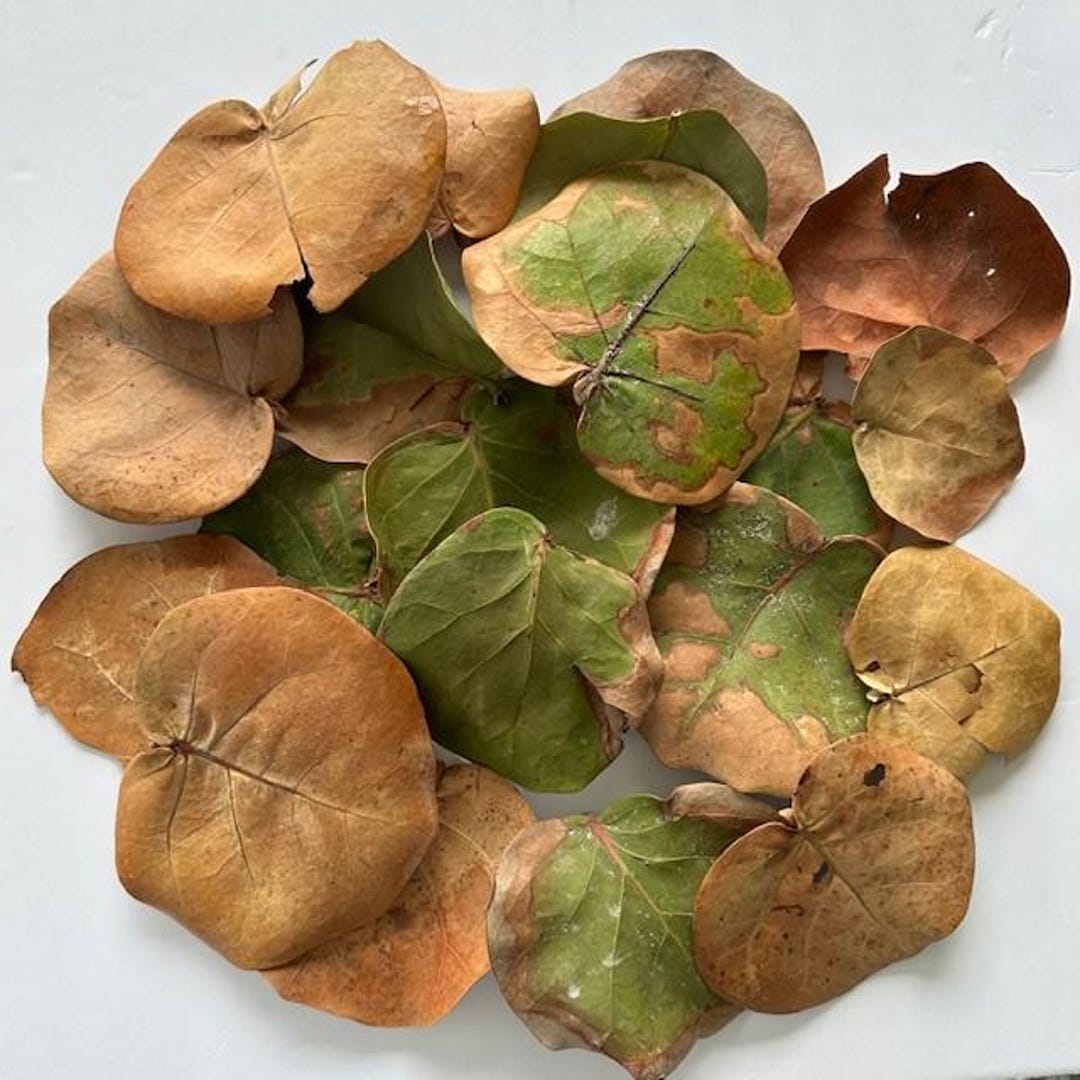 Natural Sea Grape Leaf Litter for Pets, Terrariums, and Crafts - 40 ...