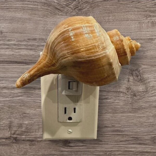 Conch Shell Lamp - Etsy