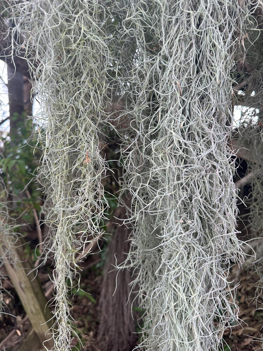 2 LBS FRESH Spanish Moss- Lush Air Plant- 2 Gal | Premium Clumps & Long ...