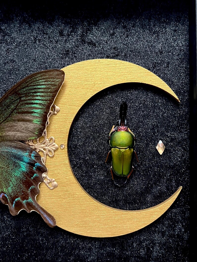 Papilio Maacki Butterfly Beetles Shadowbox Art – Celestial Crescent ...