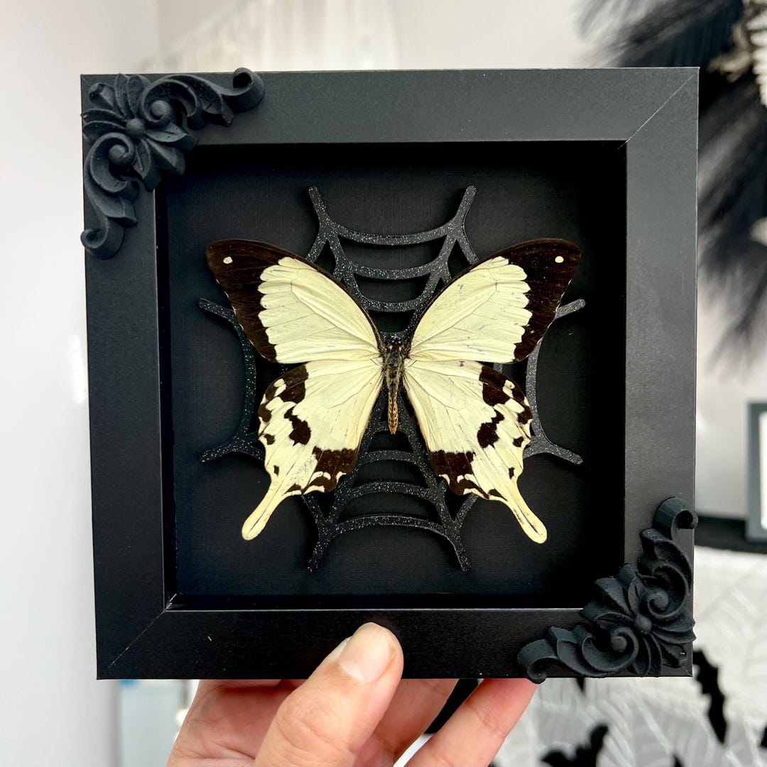 Flying Handkerchief Yellow Butterfly in 5x5 Inch Frame, Entomology Art ...