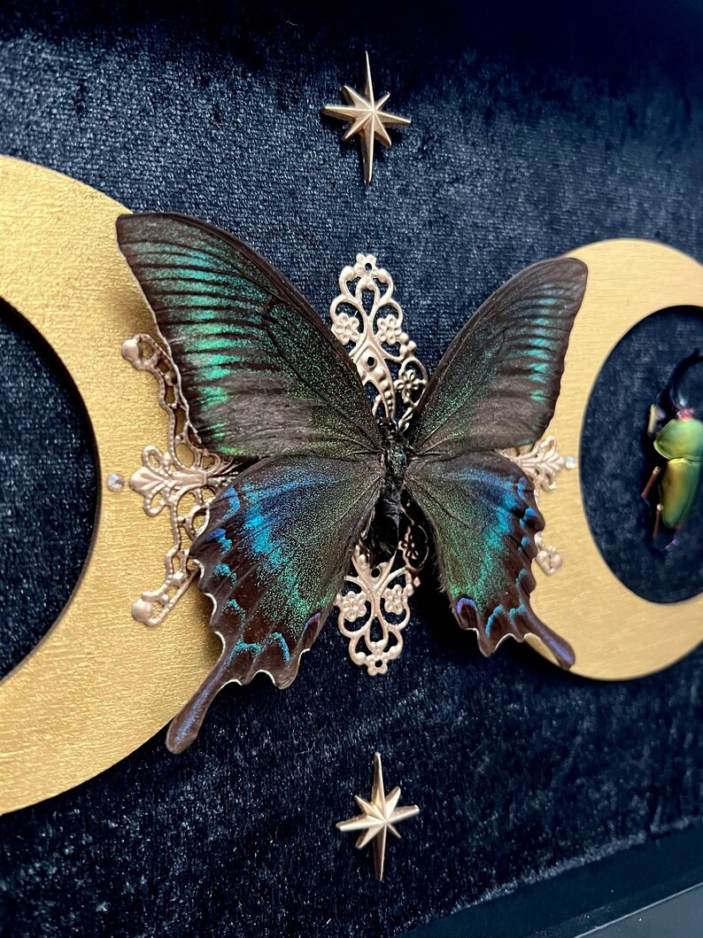 Papilio Maacki Butterfly Beetles Shadowbox Art – Celestial Crescent ...