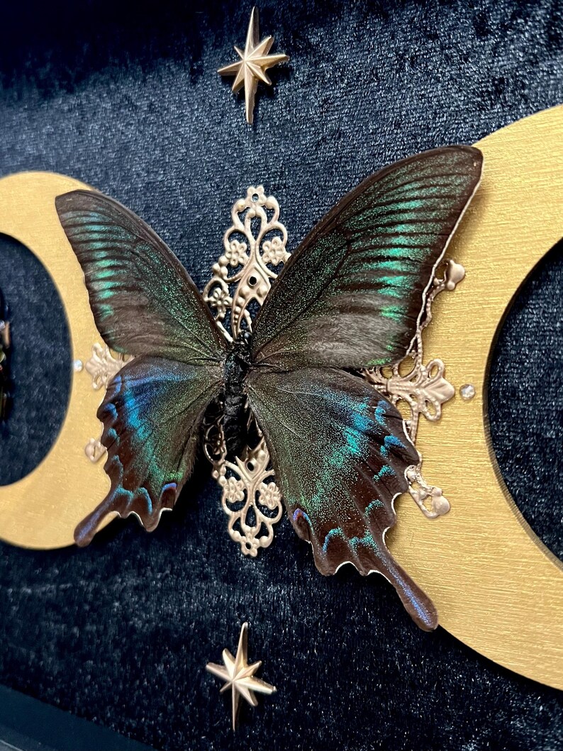 Papilio Maacki Butterfly Beetles Shadowbox Art – Celestial Crescent ...