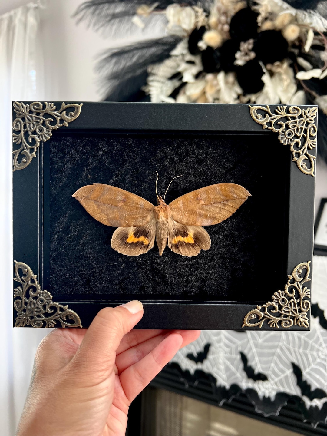 Fruit Piercing Moth Gothic Frame, Real Moth Taxidermy Art With Velvet ...