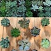 Assorted Echeveria Succulent Plants 2 Pot Live Plant - Etsy