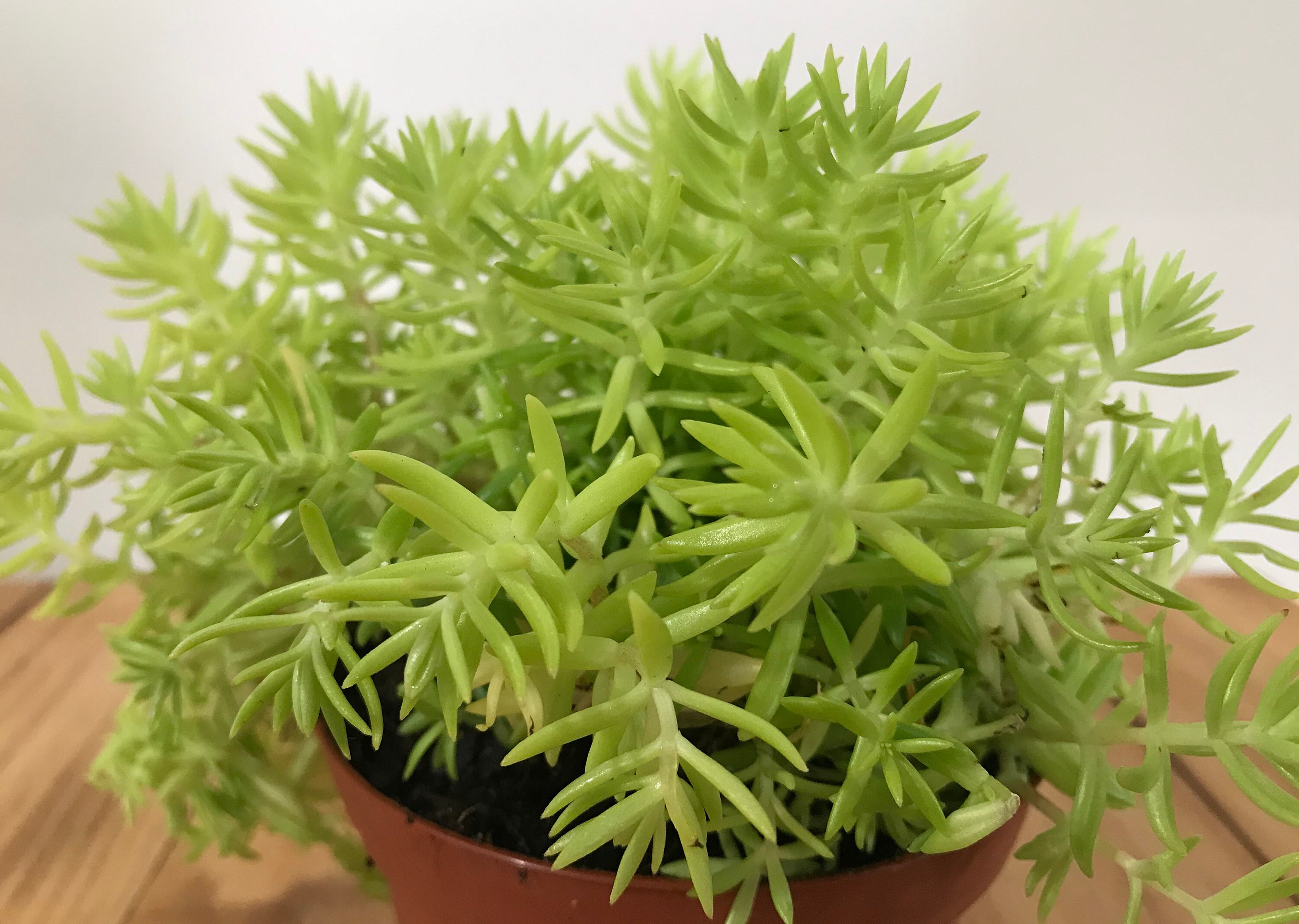 Live Gold Stonecrop 4 Pot Florida Friendly Sedum | Etsy