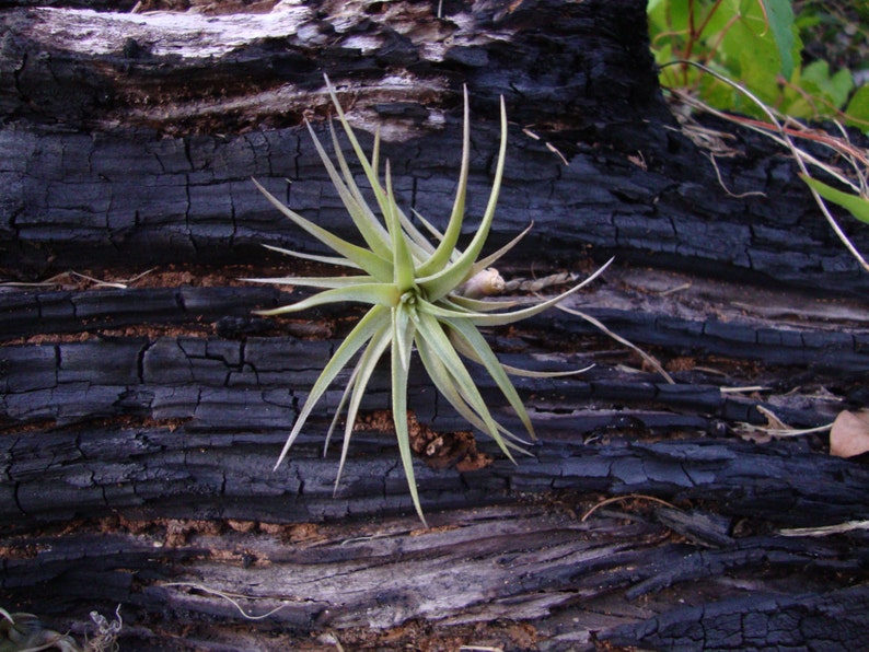 Five Small Air Plants Tillandsia Air Plants | Etsy