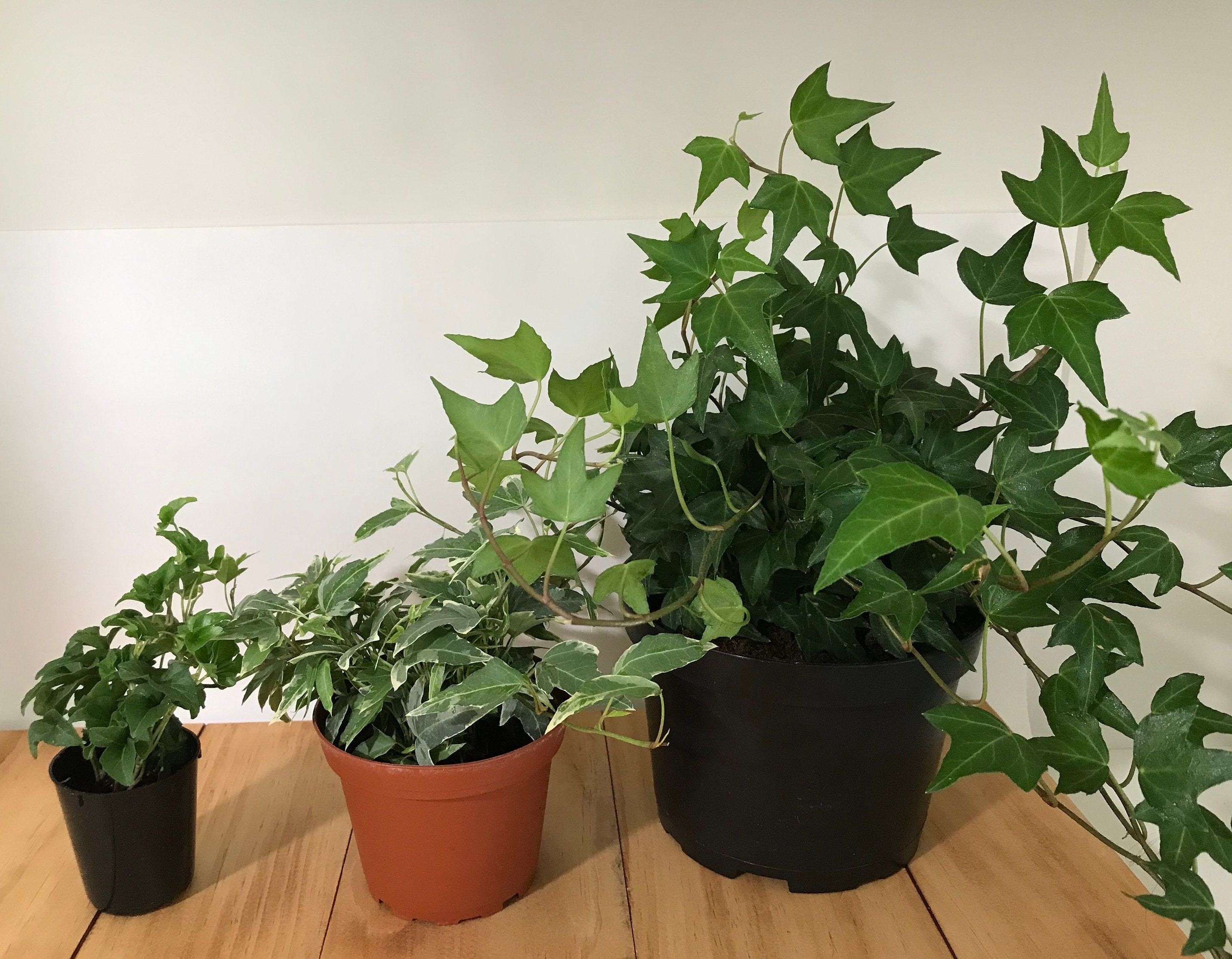 3 Assorted Ivy Live Plant Variety Different Vining Plants in | Etsy