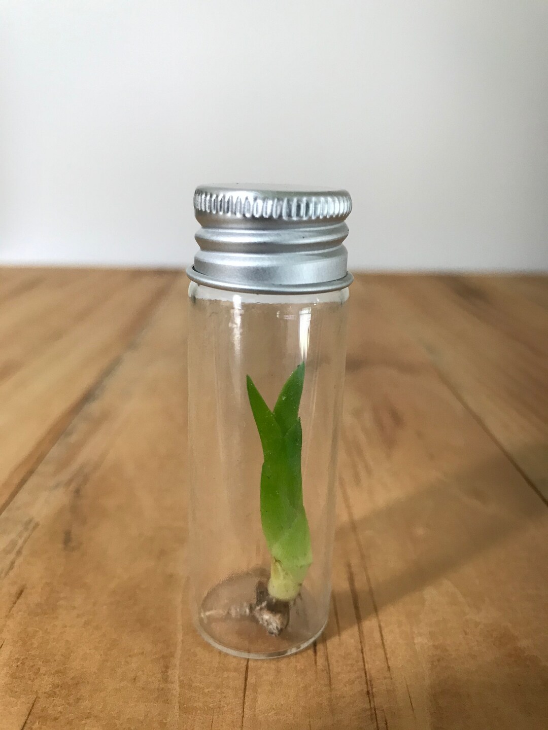 Minimalist Live Baby Orchid Seedling Terrarium - Assorted Live Plant in ...