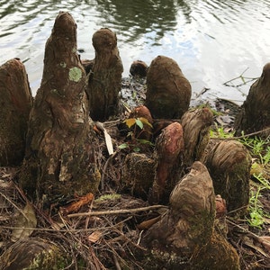 Fresh Cut Cypress Knees - Picked to Order, Unprocessed Tapered, Natural ...