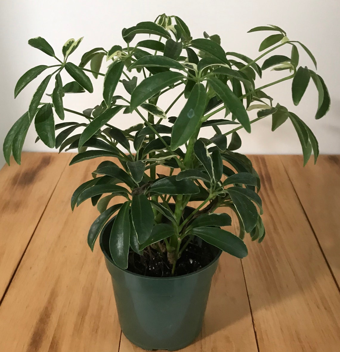 Variegated Moon Drop Umbrella Plant - Dwarf Schefflera Arboricola - 4 ...