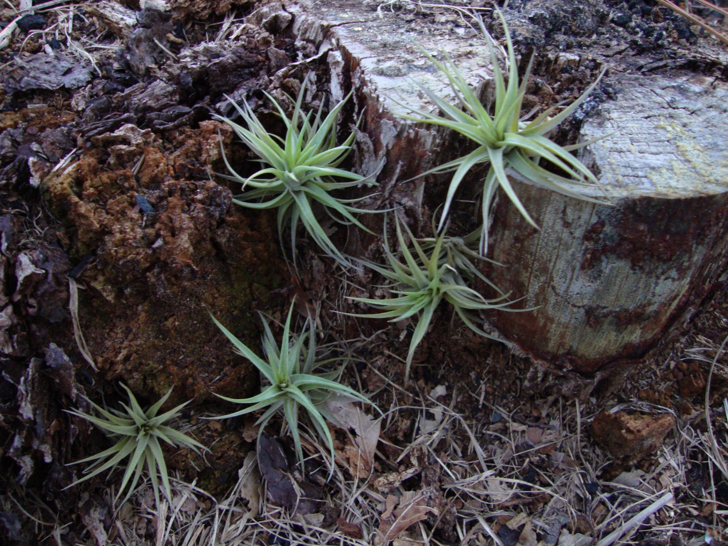 Five Small Air Plants - Tillandsia Air Plants - Etsy