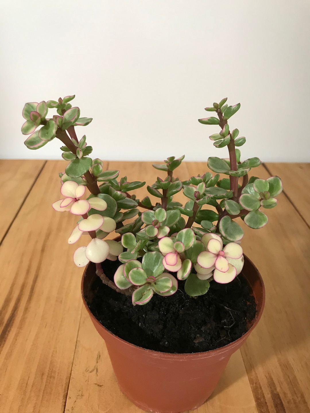 Live Variegated Elephant Rainbow Bush Plant - Portulaca Afra Perennial ...