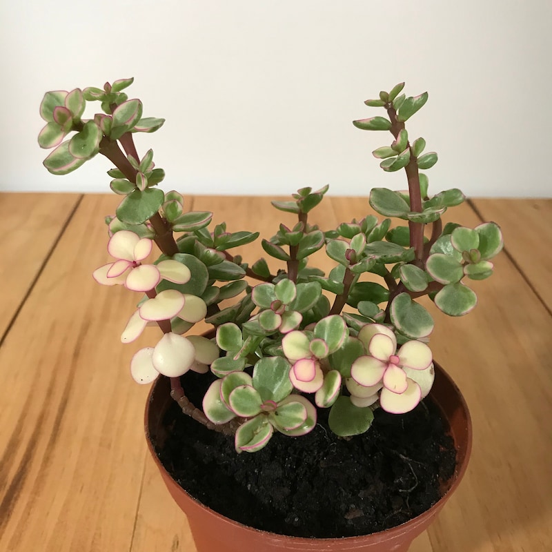 Portulaca Plant - Etsy