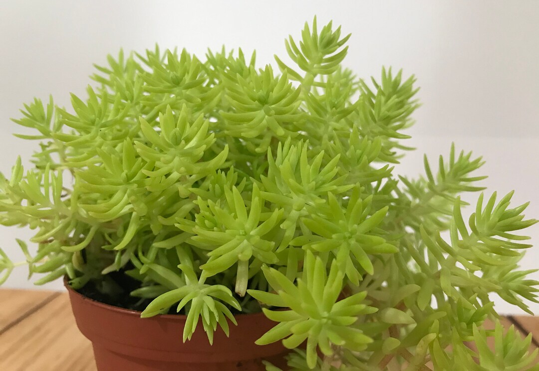 Live Gold Stonecrop - 4" Pot - Florida Friendly Sedum Rupustre ...