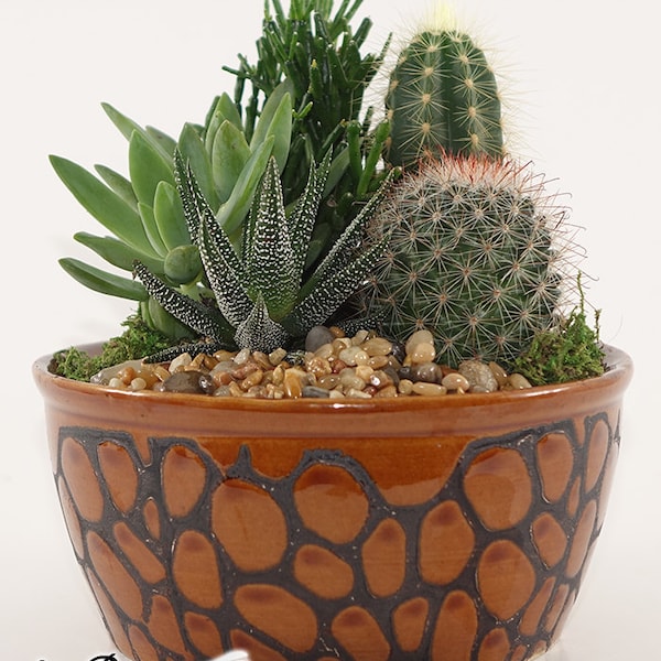 Cactus Garden - Etsy
