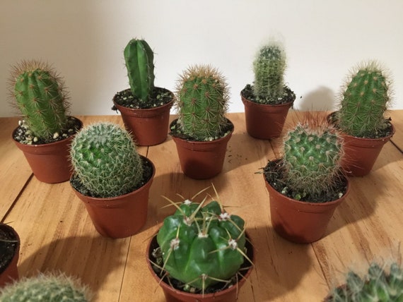 6 Piece Assorted Cactus Collection in 2 Nursery Pots | Etsy