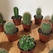 6 Piece Assorted Cactus Collection in 2 Nursery Pots Live Cacti Plant ...