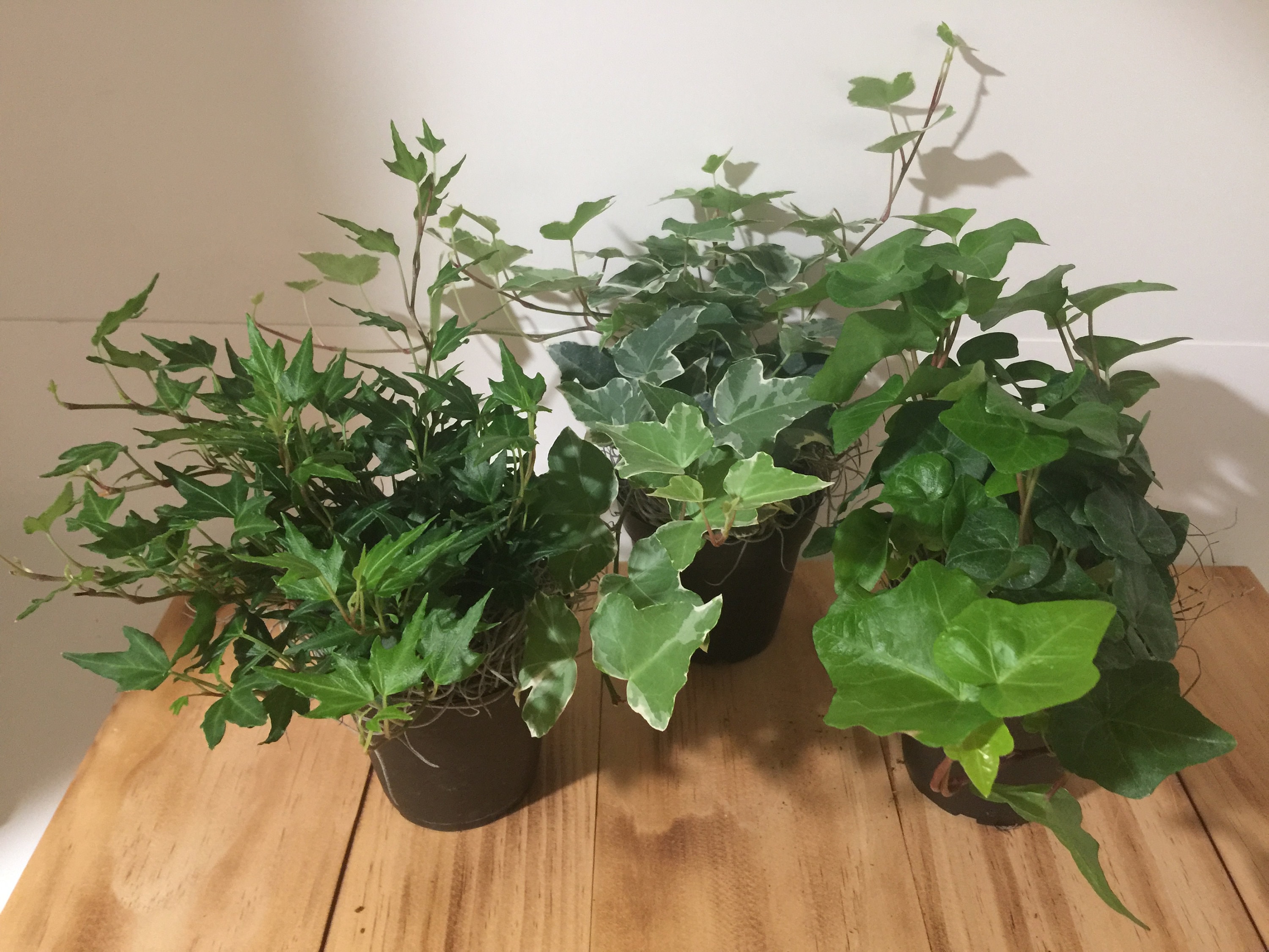 3 Assorted Ivy Live Plant Variety Different Vining Plants in | Etsy