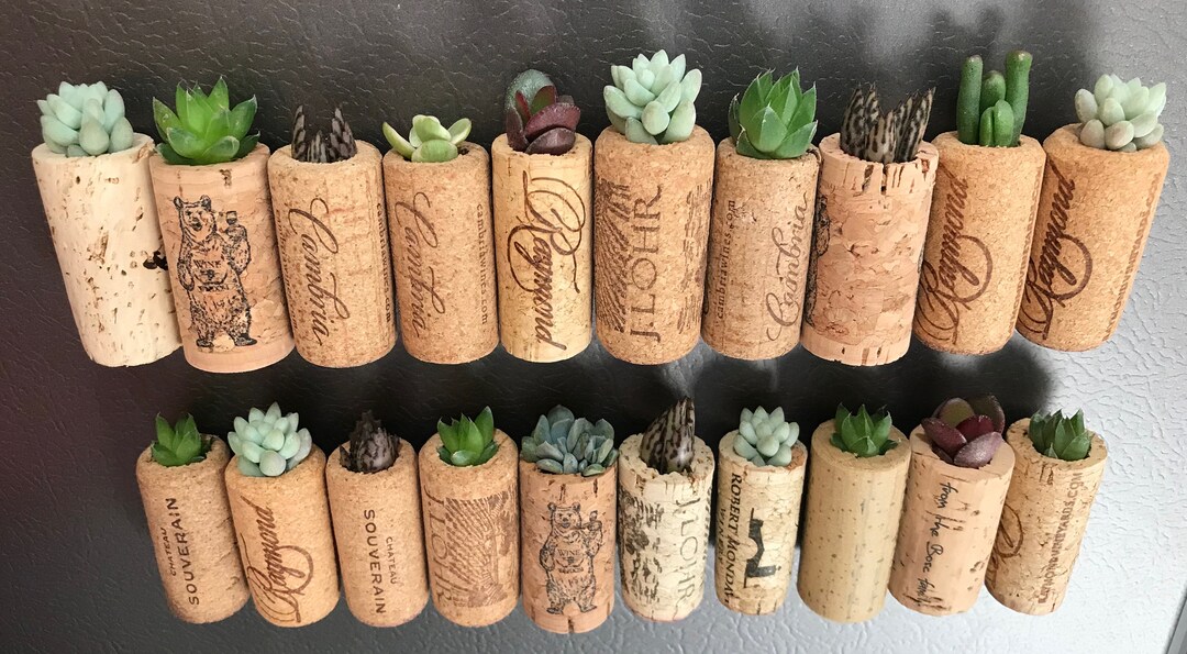 Wine Cork Magnet - Succulent, Cactus, Air Plants, Variety Mix - WINE ...