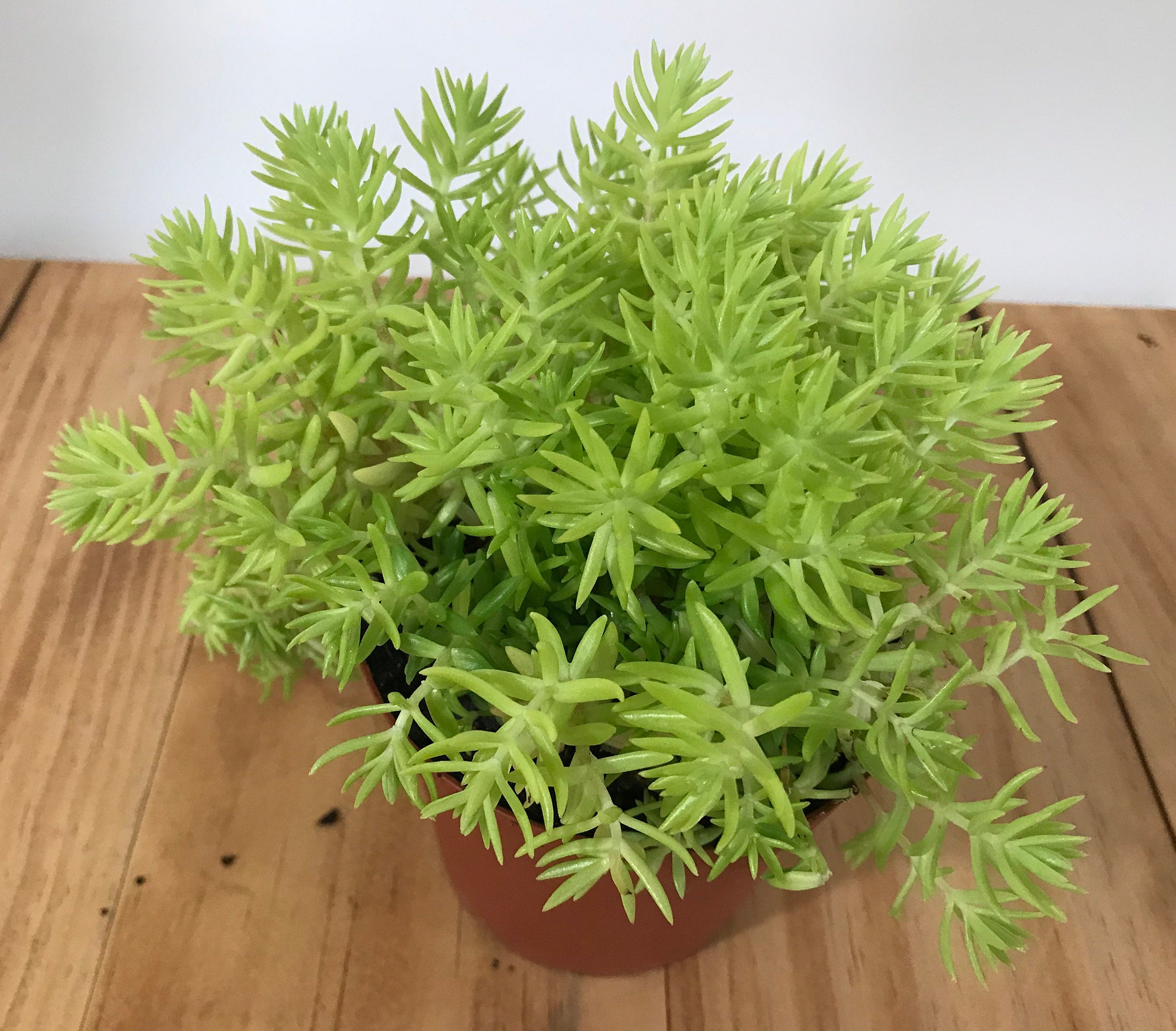 Live Gold Stonecrop 4 Pot Florida Friendly Sedum | Etsy