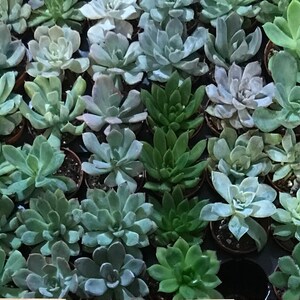 Assorted Echeveria Succulent Plants - 2" Pot Live Plant Variety Mix ...