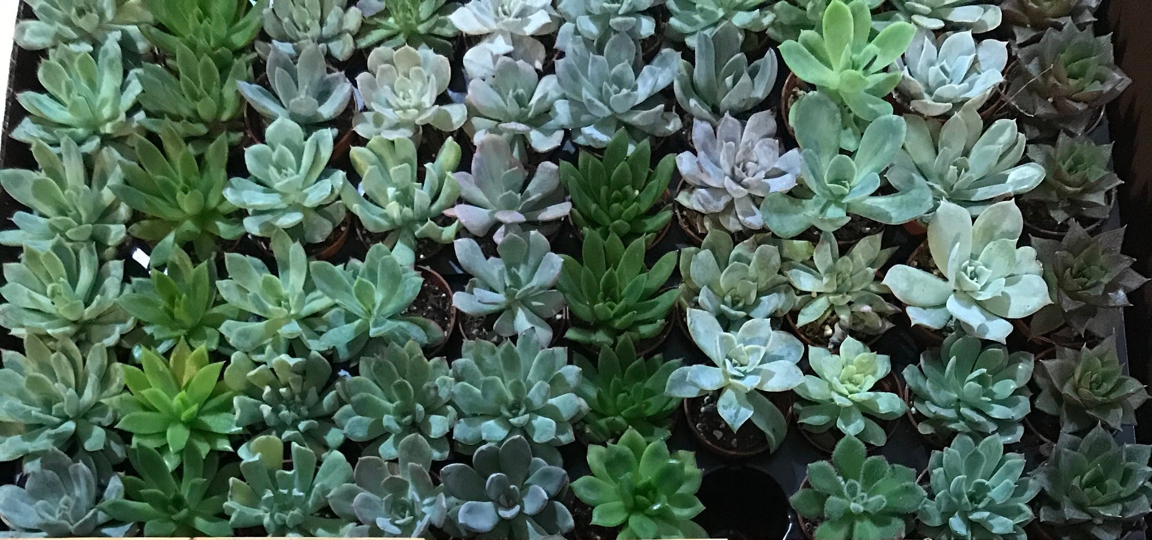 Assorted Echeveria Succulent Plants 2 Pot Live Plant - Etsy