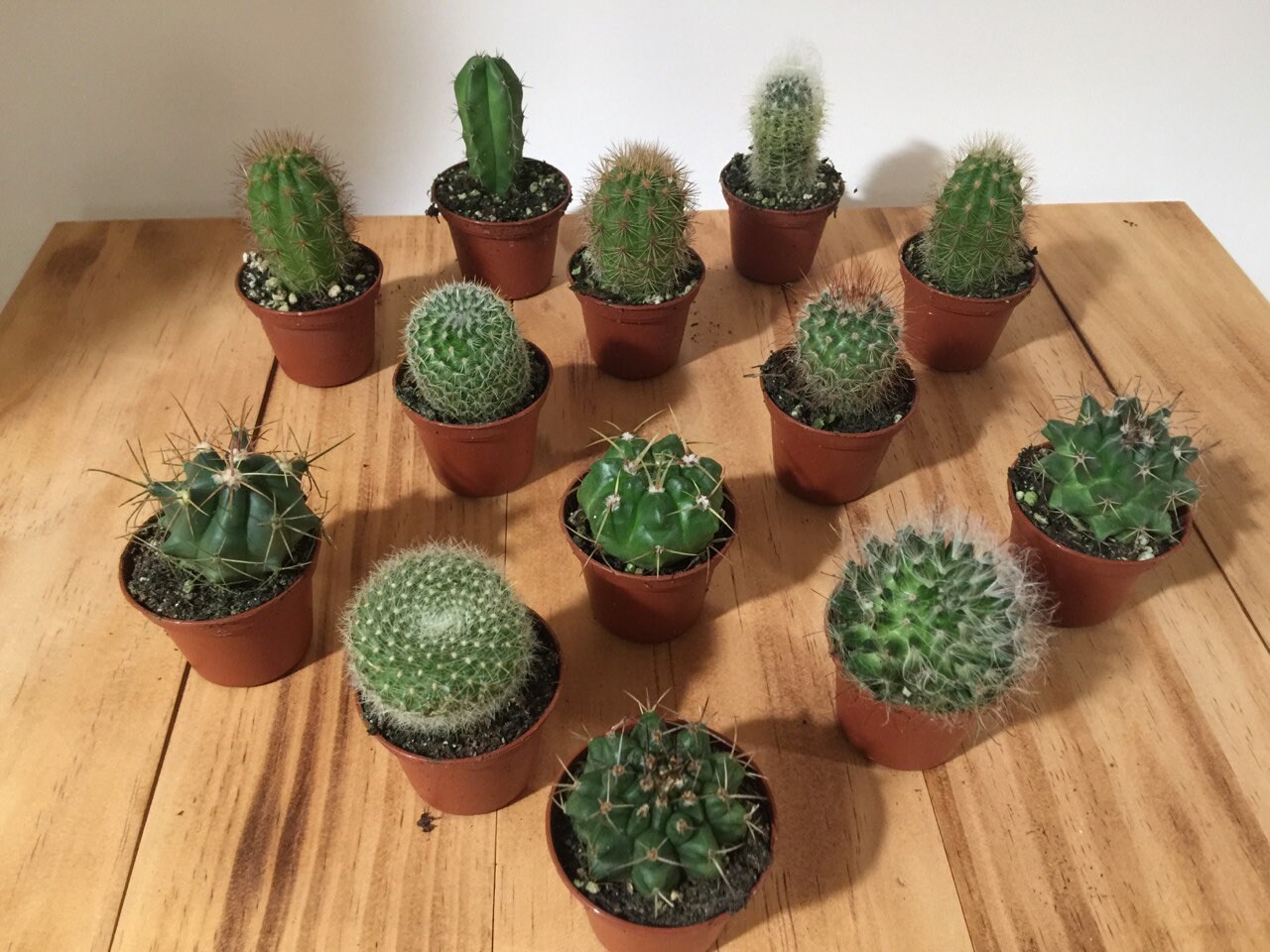 6 Piece Assorted Cactus Collection in 2 Nursery Pots | Etsy